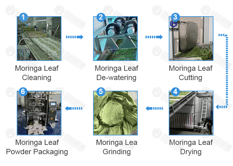 Moringa Leaf Processing Line,Moringa Leaf powder Processing Line ...