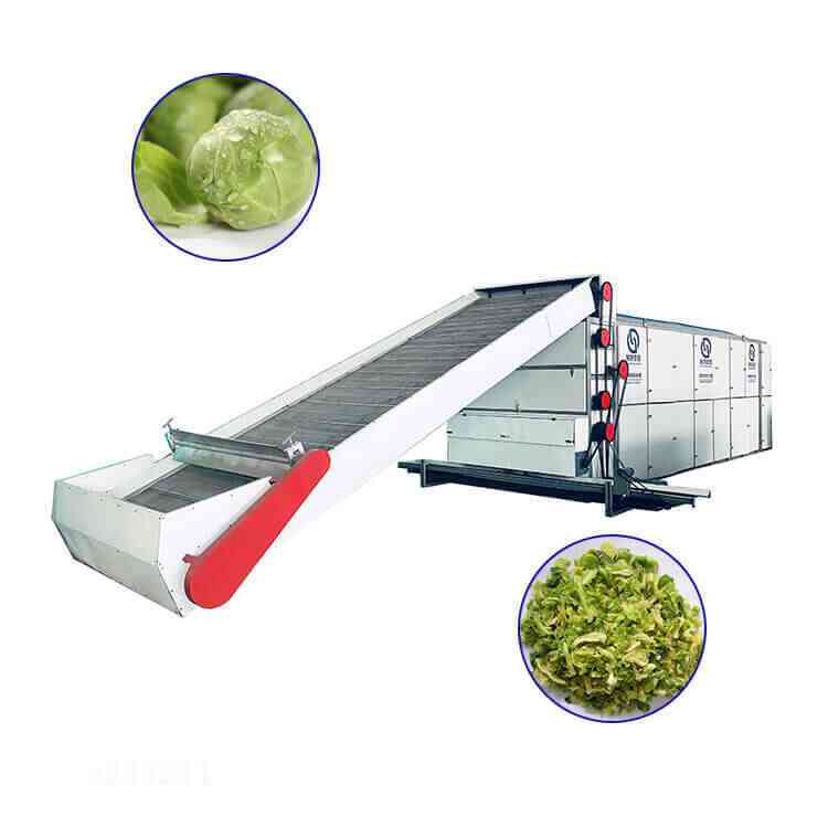 cabbage continuous mesh belt dryer/Drying Machine _Henan Baixin Machinery