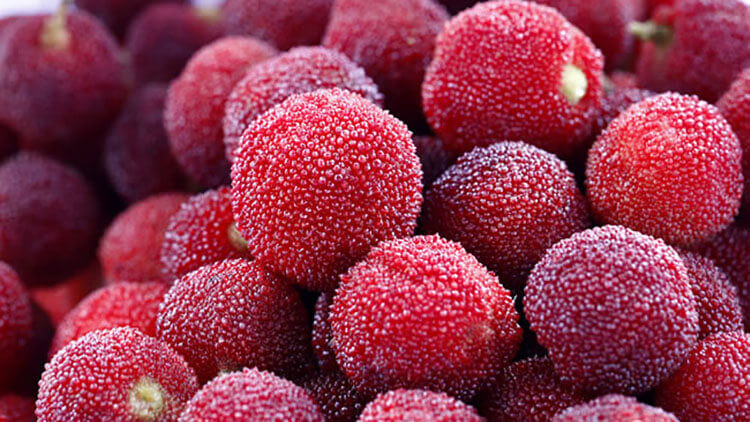 How to Dry Bayberry,Dehydrate Bayberry in a Dehydrator-Henan Baixin ...