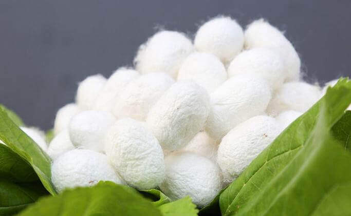 How to Dry Cocoon,Dehydrate Cocoon in a Dehydrator-Henan Baixin Machinery