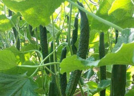 Dehydrate Cucumber in a Dehydrator,Cucumber Drying Process -Henan ...