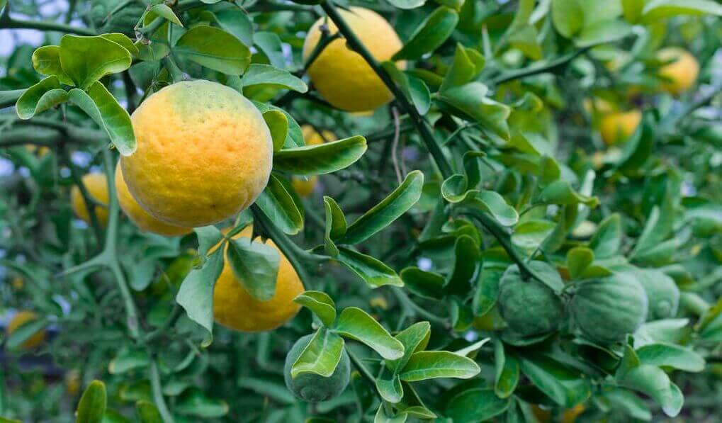 Dehydrate Fructus aurantii in a Dehydrator,Fructus aurantii Drying ...