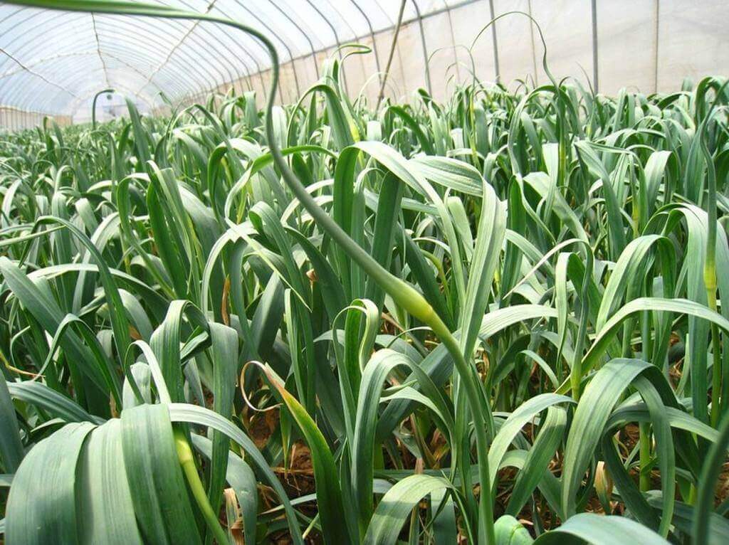 How to Dry Garlic Moss,Dehydrate Garlic Moss in a Dehydrator-Henan ...