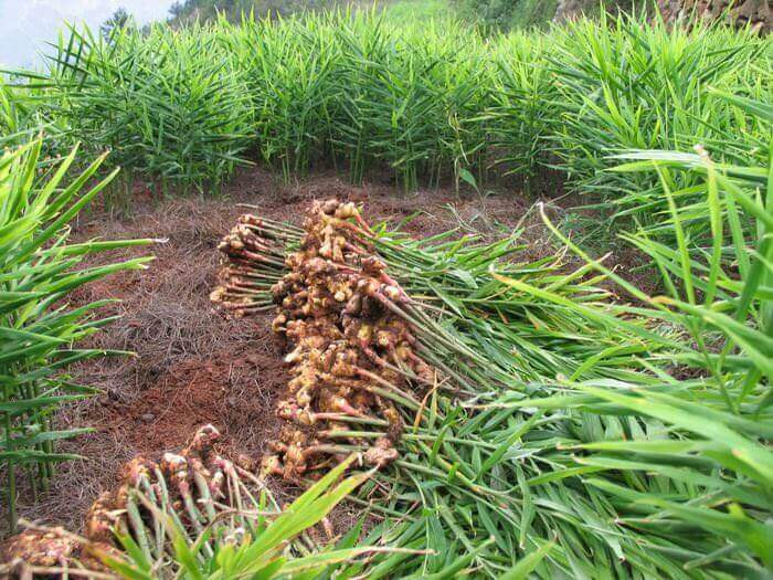 How to Dry Ginger,Dehydrate Ginger in a Dehydrator-Henan Baixin Machinery