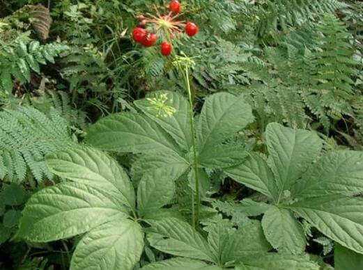How to Dry Ginseng,Dehydrate Ginseng in a Dehydrator-Henan Baixin Machinery