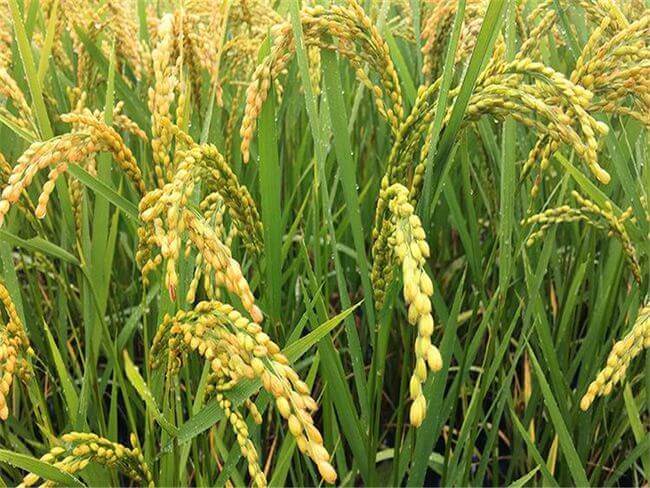 How to Dry Glutinous Rice,Dehydrate Glutinous Rice in a Dehydrator ...