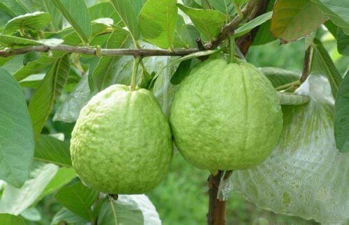 Dehydrate Guava in a Dehydrator,Guava Drying Process -Henan Baixin ...