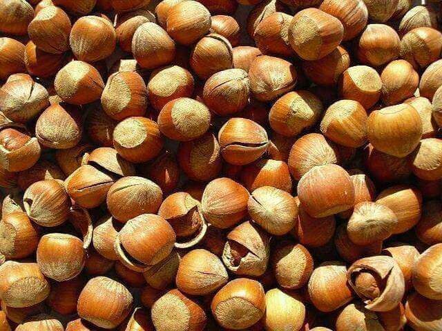 How to Dry Hazelnut,Dehydrate Hazelnut in a Dehydrator-Henan Baixin ...