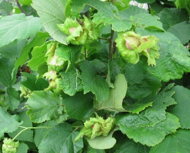 How to Dry Hazelnut,Dehydrate Hazelnut in a Dehydrator-Henan Baixin ...