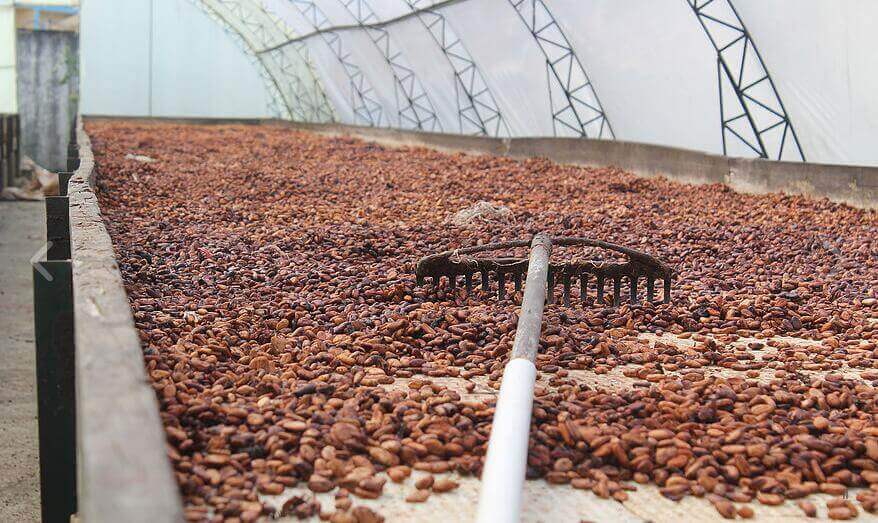 How to Dry Cacao Beans,Dehydrate Cacao Beans in a Dehydrator-Henan ...