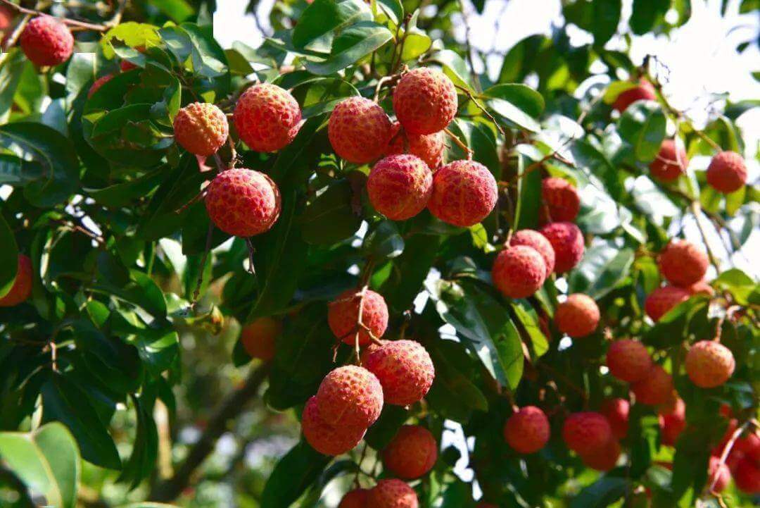 How to Dry Litchi,Dehydrate Litchi in a Dehydrator-Henan Baixin Machinery