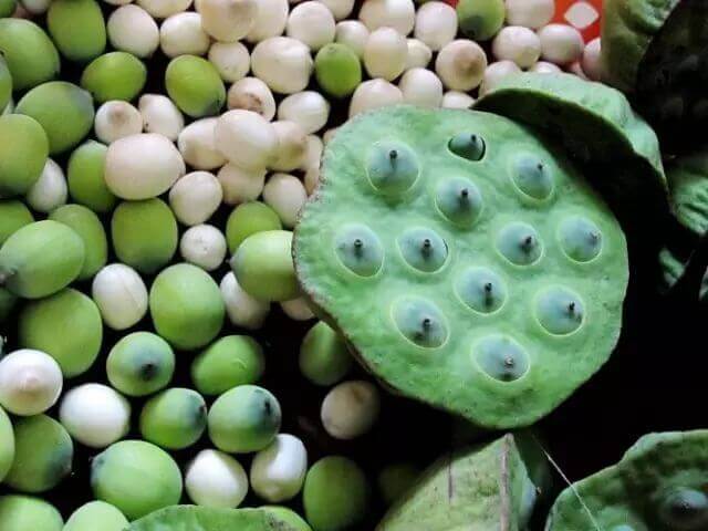 How to Dry Lotus Seeds,Dehydrate Lotus Seeds in a Dehydrator-Henan ...