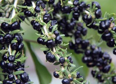 How to Dry Lycium ruthenicum,Dehydrate Lycium ruthenicum in a ...