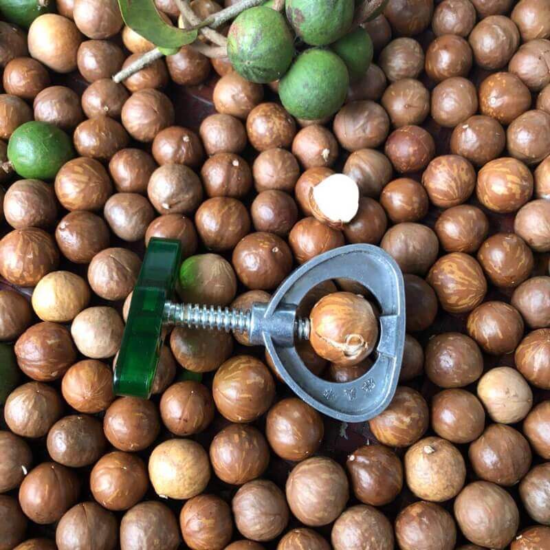 How to Dry Macadamia,Dehydrate Macadamia in a Dehydrator-Henan Baixin ...