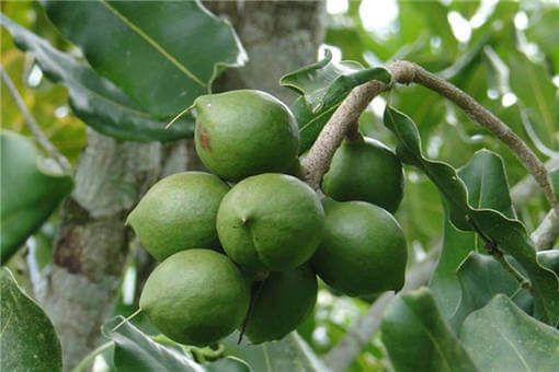 How to Dry Macadamia,Dehydrate Macadamia in a Dehydrator-Henan Baixin ...