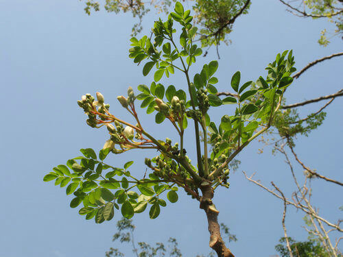 Dehydrate Moringa Seed in a Dehydrator,Moringa Seed Drying Process ...