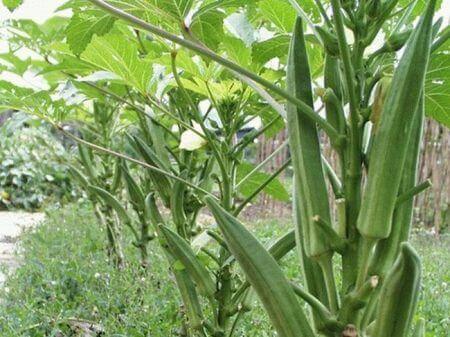 Dehydrate Okra in a Dehydrator,Okra Drying Process -Henan Baixin Machinery