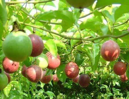 How To Dry Passion Fruit,Dehydrate Passion Fruit in a Dehydrator-Henan ...