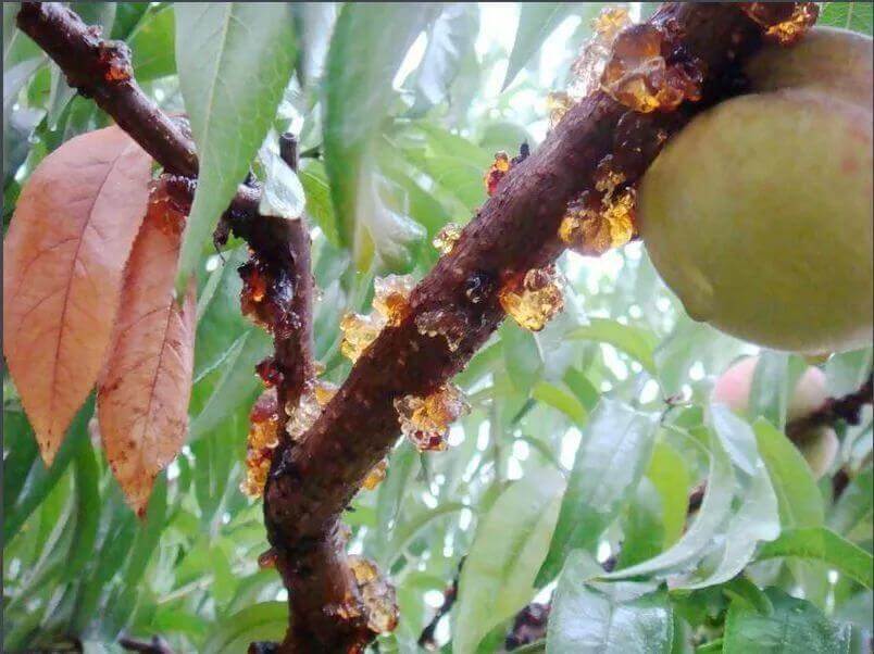 How to Dry Peach Gum,Dehydrate Peach Gum in a Dehydrator-Henan Baixin ...