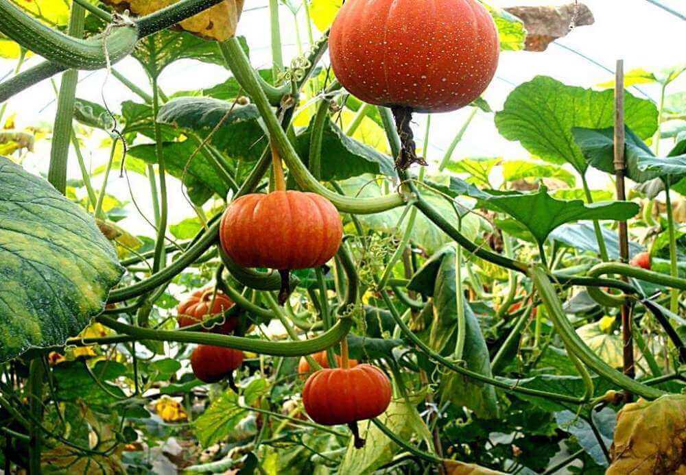 How to Dry Pumpkin,Dehydrate Pumpkin in a Dehydrator-Henan Baixin Machinery