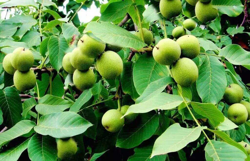 How to Dry Walnut,Dehydrate Walnut in a Dehydrator-Henan Baixin Machinery