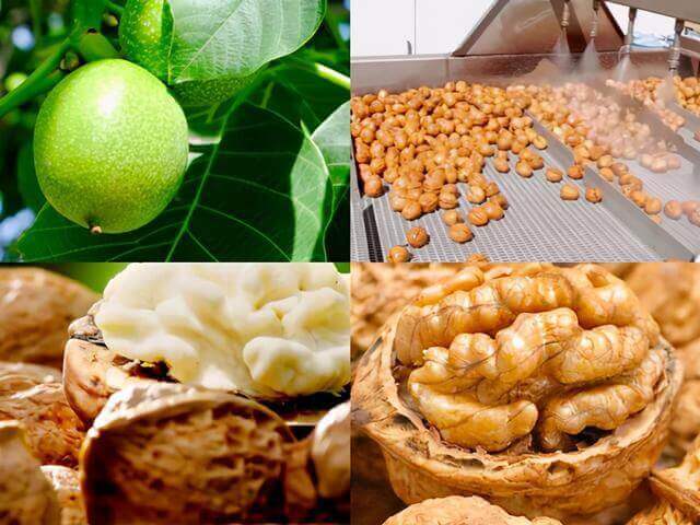 How to Dry Walnut,Dehydrate Walnut in a Dehydrator-Henan Baixin Machinery