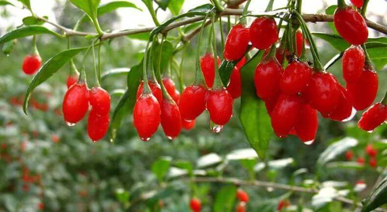 How to Dry Wolfberry,Dehydrate Wolfberry in a Dehydrator-Henan Baixin ...