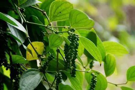 How To Dry Black Pepper,Dehydrate Black Pepper In a Dehydrator-Henan ...