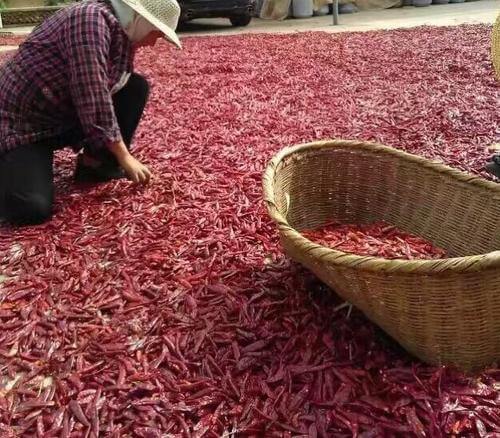 how to dry chilli,dehydrate chilli in a dehydrator-Henan Baixin Machinery