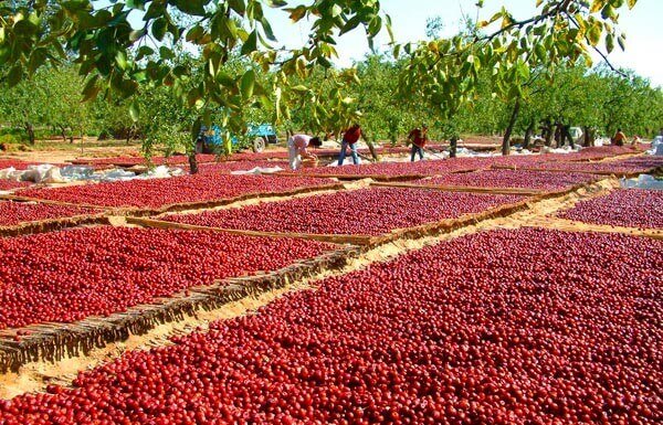 How to Dry Dates,Dehydrate Dares in a Dehydrator-Henan Baixin Machinery