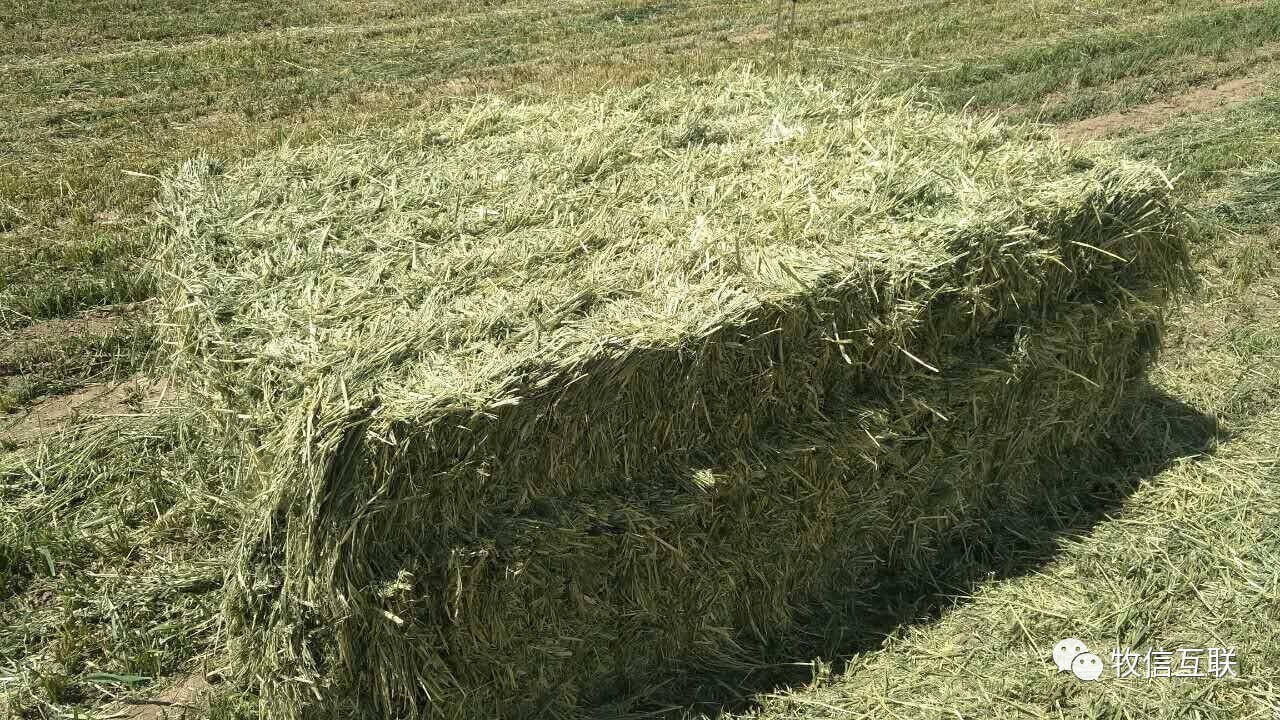 How to dry Napier grass,dehydrate Napier grass in a dehydrator-Henan ...