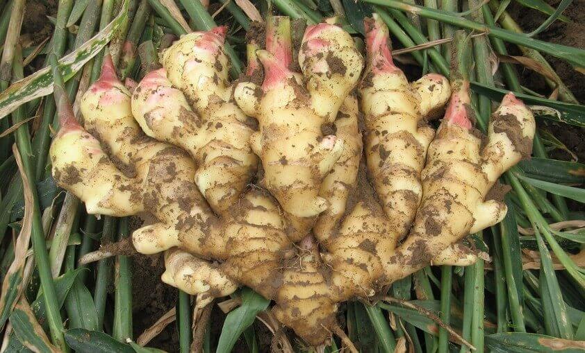 Ginger Processing Equipment-Henan Baixin Machinery