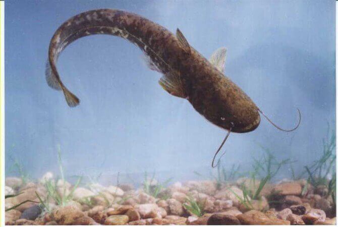 How to Dry Catfish Quickly,Dehydrate Catfish in a Dehydrator-Henan ...