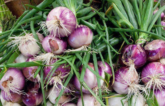 How To Dry Onion,Dehydrate Onion In a Dehydrator-Henan Baixin Machinery